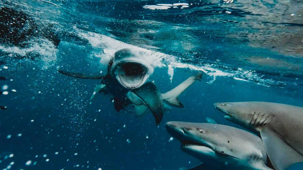 When Sharks Attack – 24fps Productions